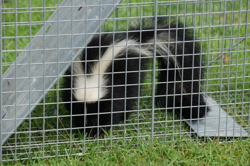 Skunk Removal – Complete Wildlife Removal